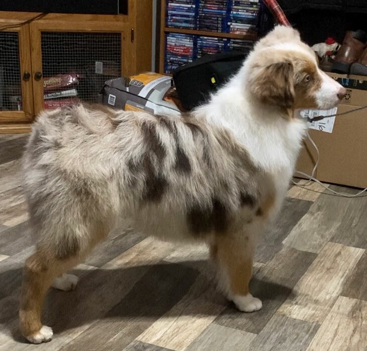 Sires - Waterfall Miniature American Shepherds