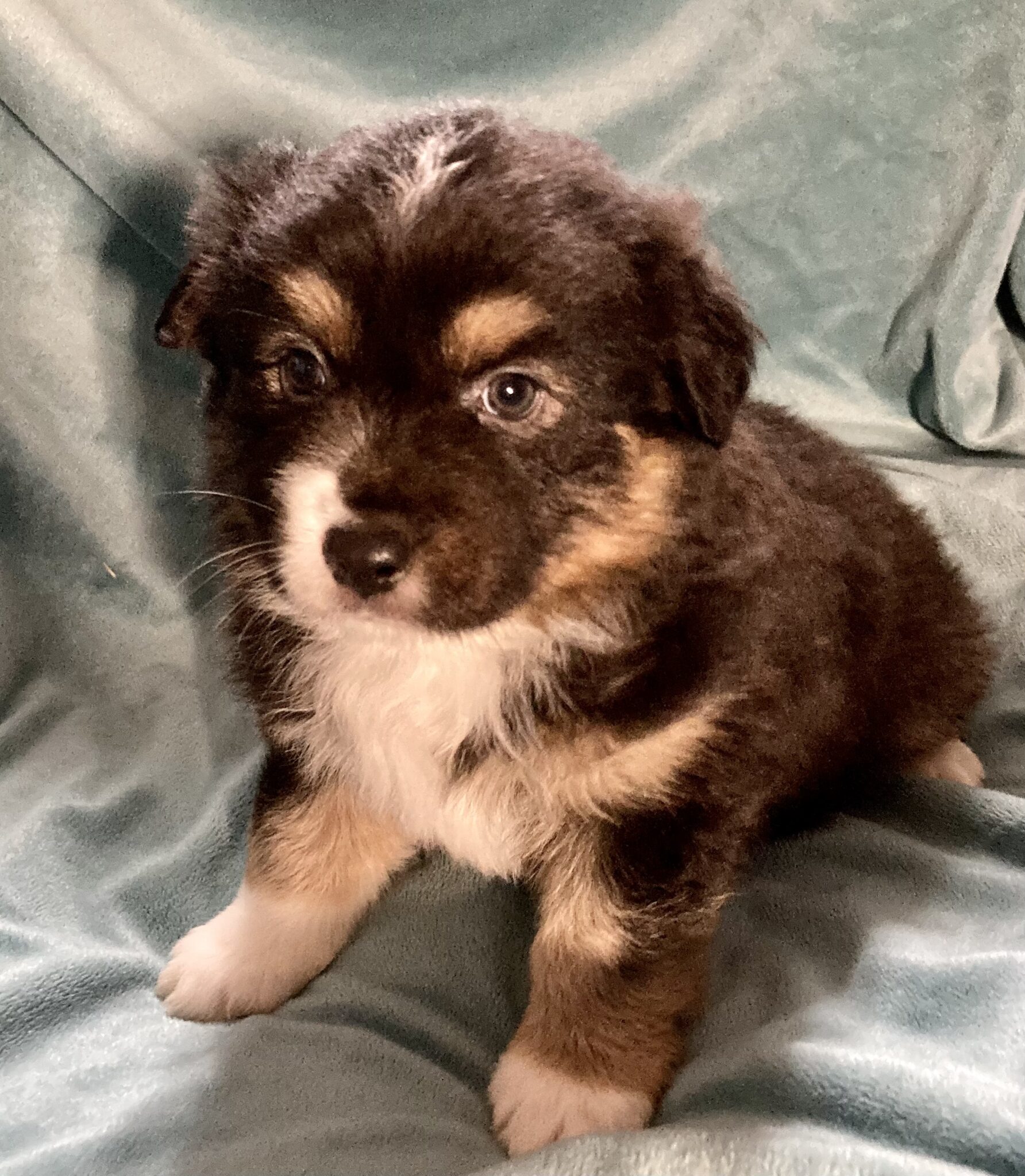 Miniature american shepherd puppies for sale